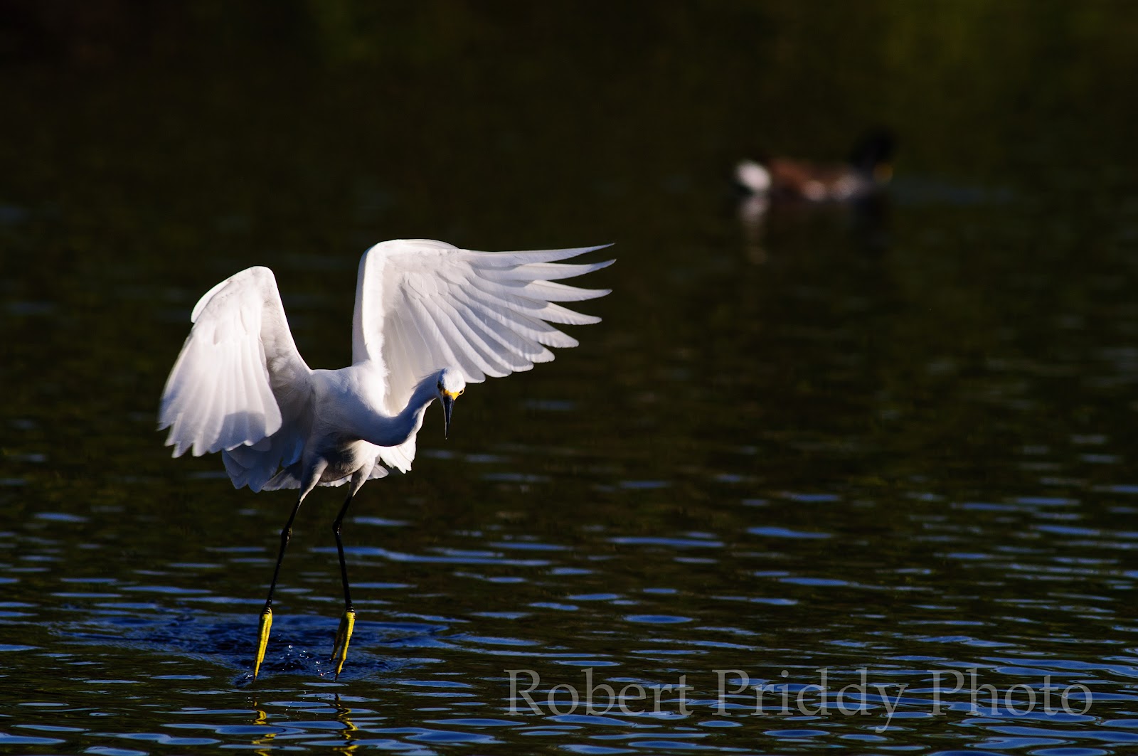 Robs Photo Facts: Exposure - White Birds in Bright Sun!!!
