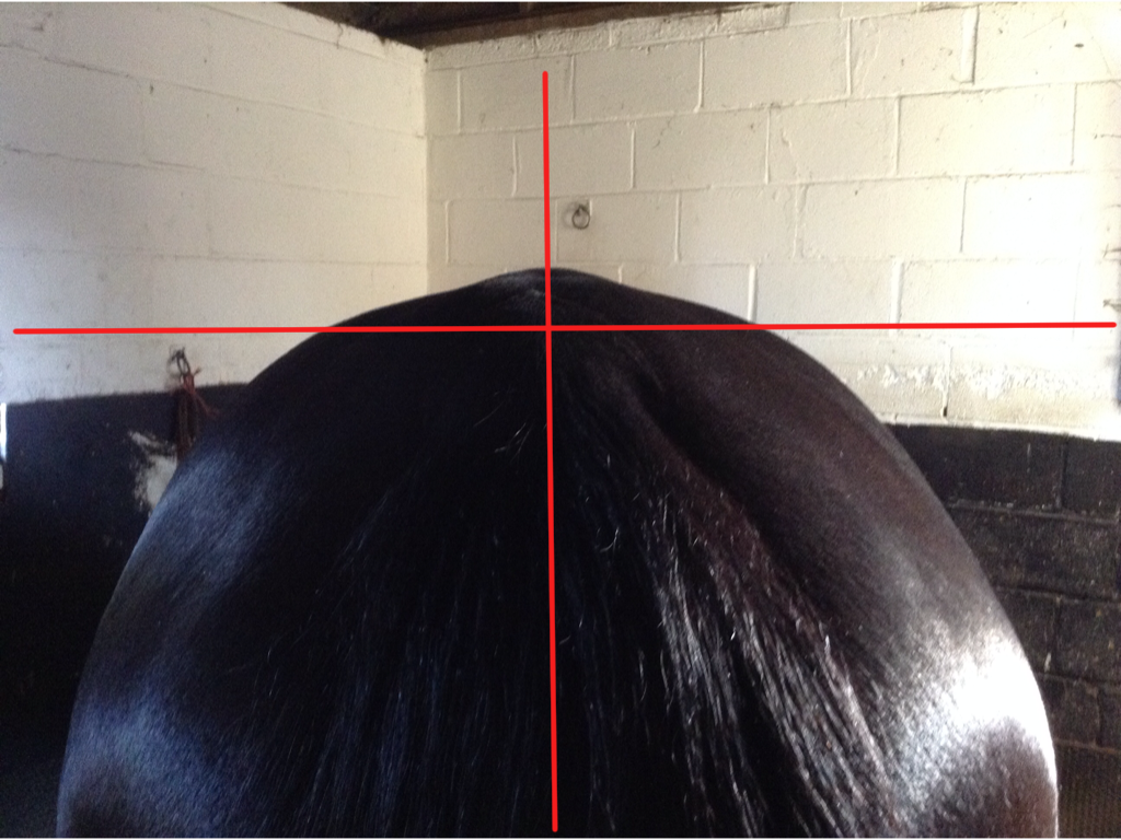 The Hind end of your horse is the driving Force : The Driving Force of ...