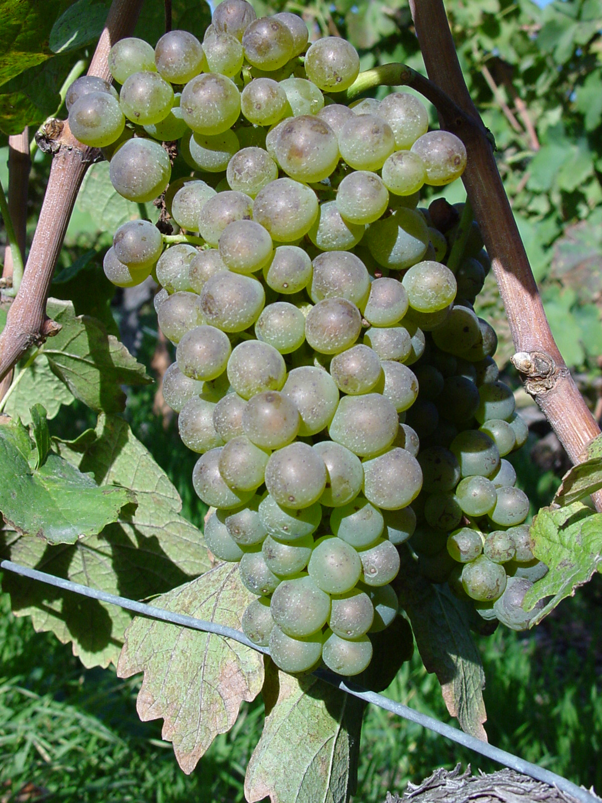 Fringe Wine: Petite Arvine - Valle d'Aosta, Italy and Vétroz, Switzerland