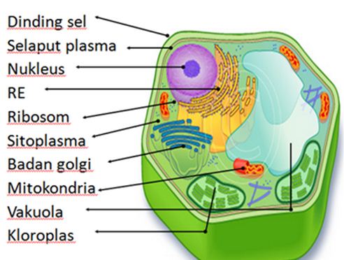 Macam-Macam Organel Sel - Atap Ilmu