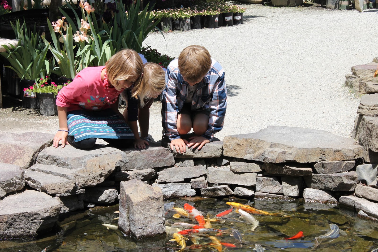 Chronicles of Claire: I ♥ Sacramento {High-Hand Nursery, Loomis}