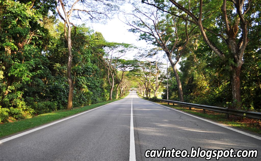 Entree Kibbles: A Walk Along Old Mandai Road