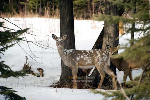 Gary Meinz Photography: The Appaloosa Deer