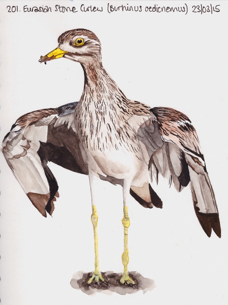 Learn.Draw.BIRD.: 201. Eurasian Stone Curlew (Burhinus oedicnemus)