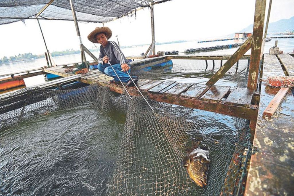 Grouper Aquaculture Indonesia Technique Information - Frozen Grouper ...