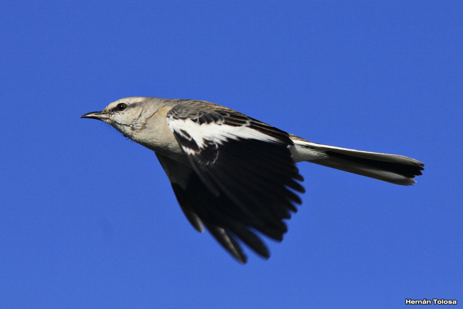 Aves Bonaerenses: Fotos de calandria real