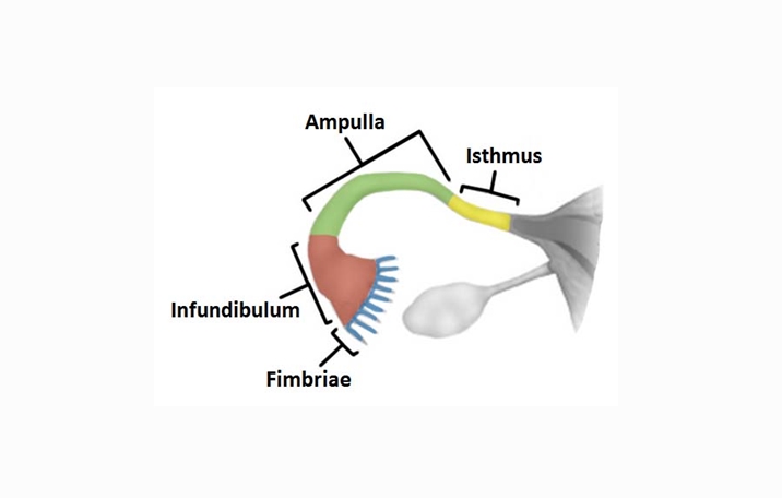 Tuba Falopi : Pengertian, Struktur, Fungsi, Bagian - Jegeristik