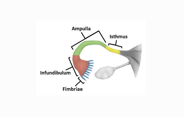 Tuba Falopi : Pengertian, Struktur, Fungsi, Bagian - Jegeristik