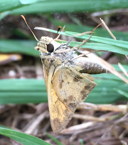 Dances With Ants - The Adventures of a Suburban Naturalist