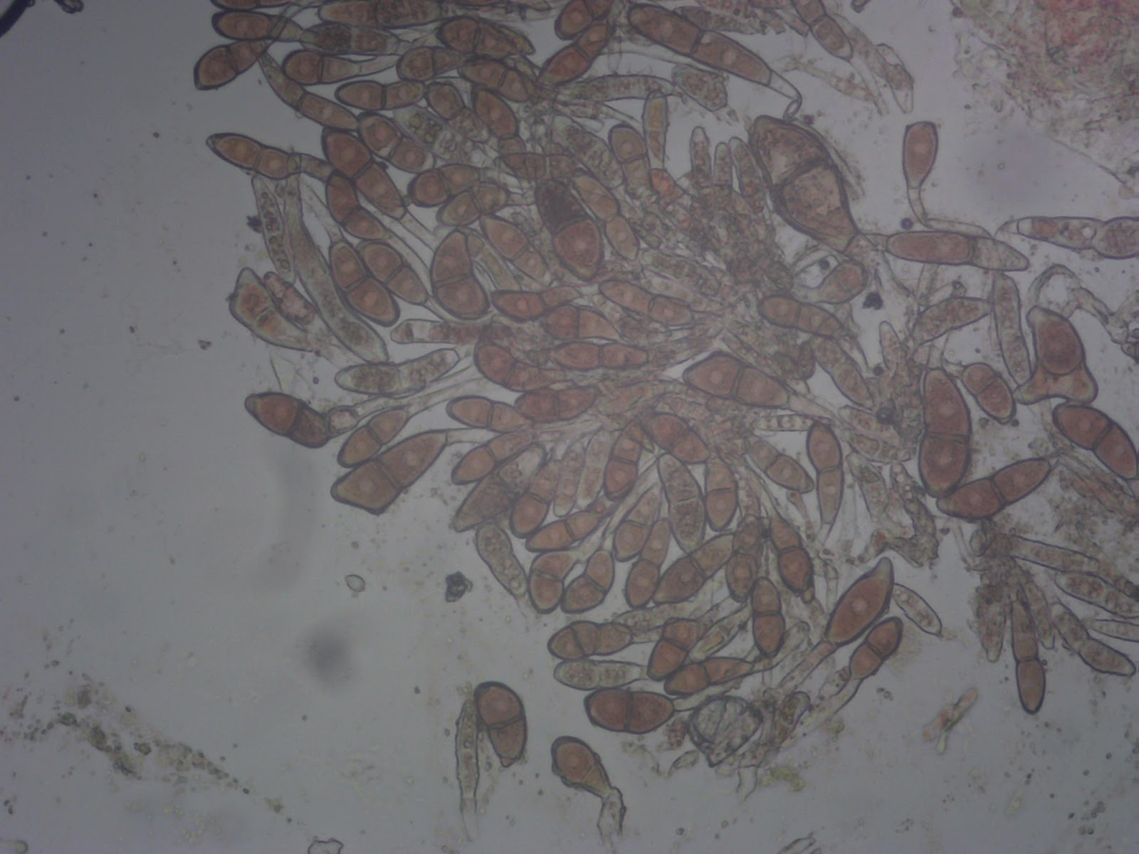 Misidentifying Fungi: A very common rust