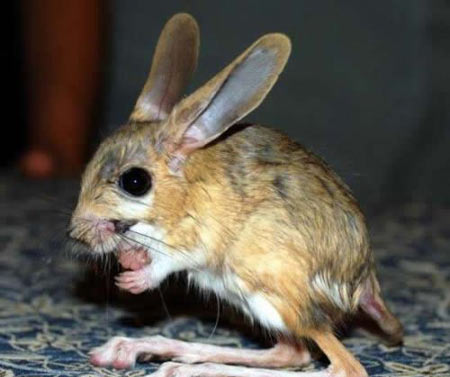 ANIMAL WORLD TokTil: Unique Mouse, Rabbit-eared Kangaroo-legged