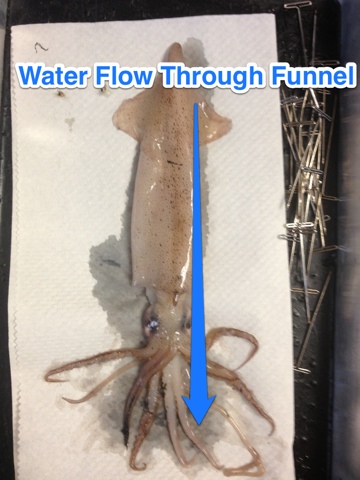 Biology 11: SQUID DISSECTION