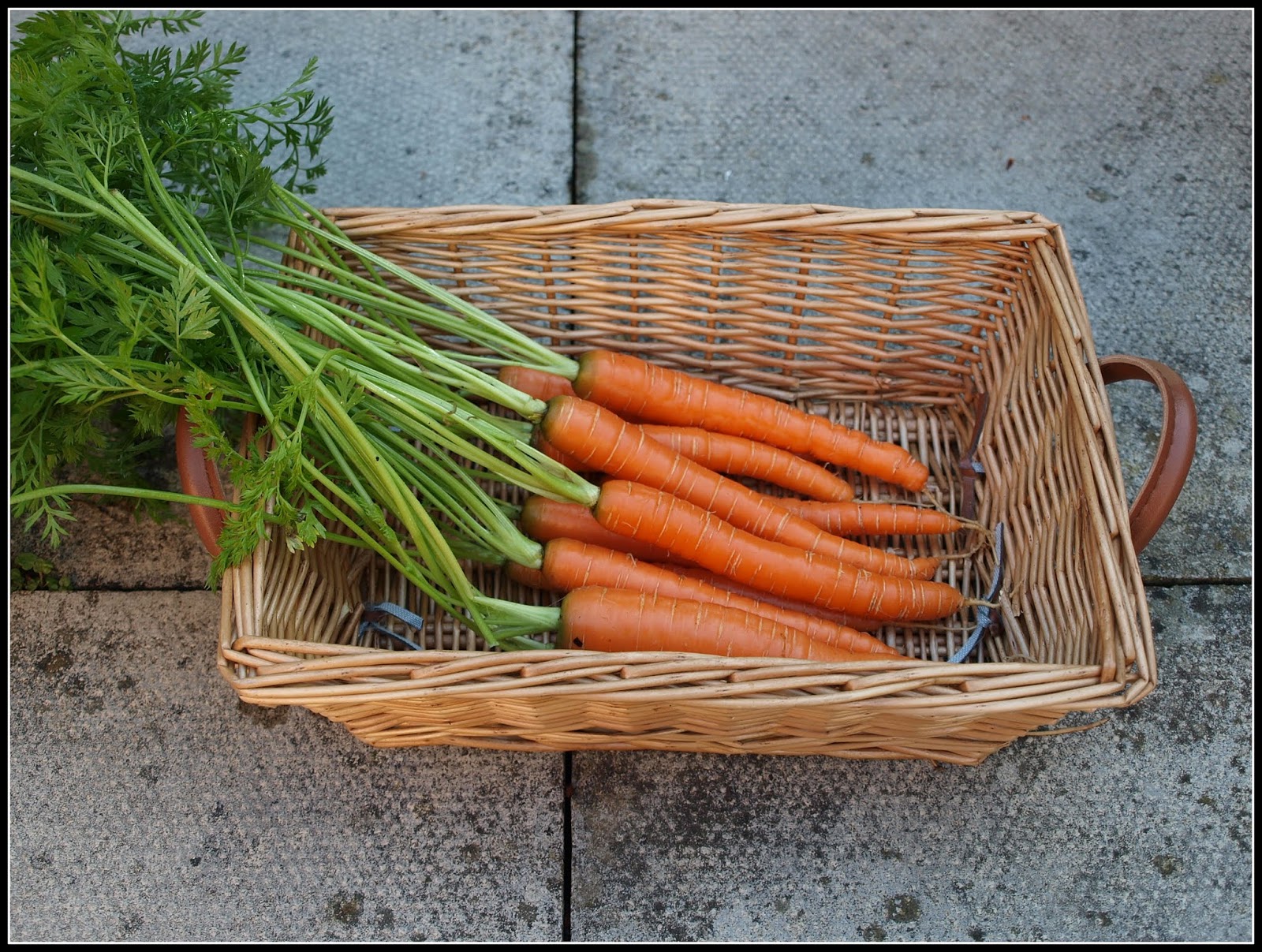 Mark's Veg Plot: Carrots - a real success story!