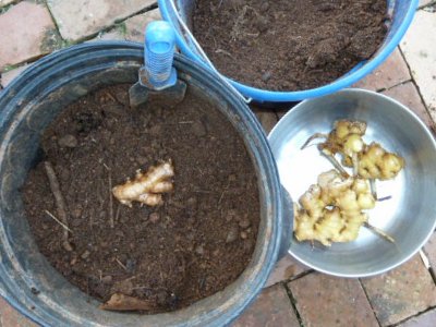 5 Acres & A Dream: Homegrown Ginger