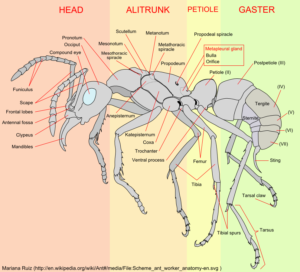 Ant Trail- My Journey with Ants: How to Identify Ants? (Part1)