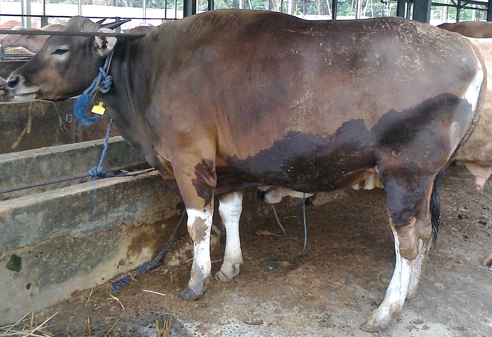 GAMBAR SAPI BALI 15 | Sarang Sapi