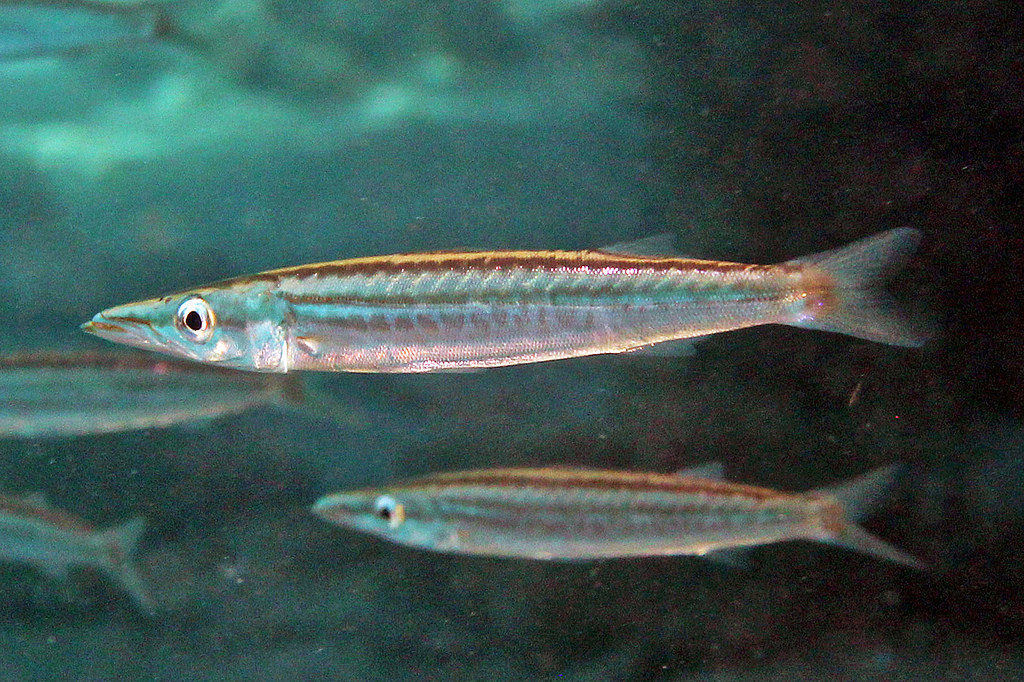 IKAN BARAKUDA ~ Everything About Fish