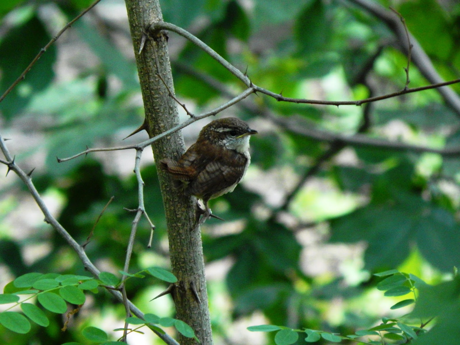 Capital Naturalist by Alonso Abugattas: Carolina Wren