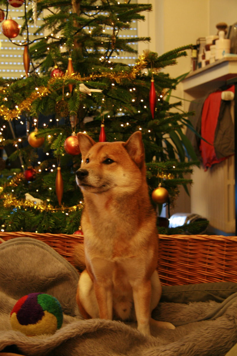 The blog of my Japanese Shiba Inu dogs