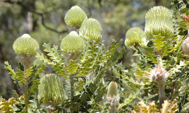 A Passion for Flowers: In the Field: Banksia Baxteri