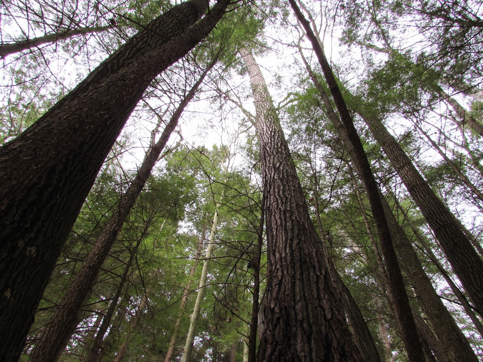 Cook Forest State Park: Tranquil Old Growth Forest, the Clarion River ...