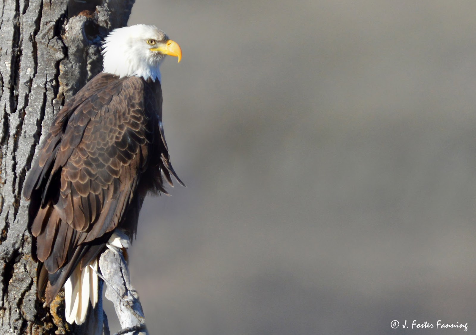 Ferry County, Washington State, U.S.A.: Bald Eagles of Ferry County