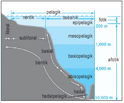 Jelaskan mengenai zona neritik dan biota laut apa saja yang ada di ...