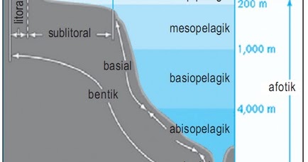 Jelaskan mengenai zona neritik dan biota laut apa saja yang ada di ...