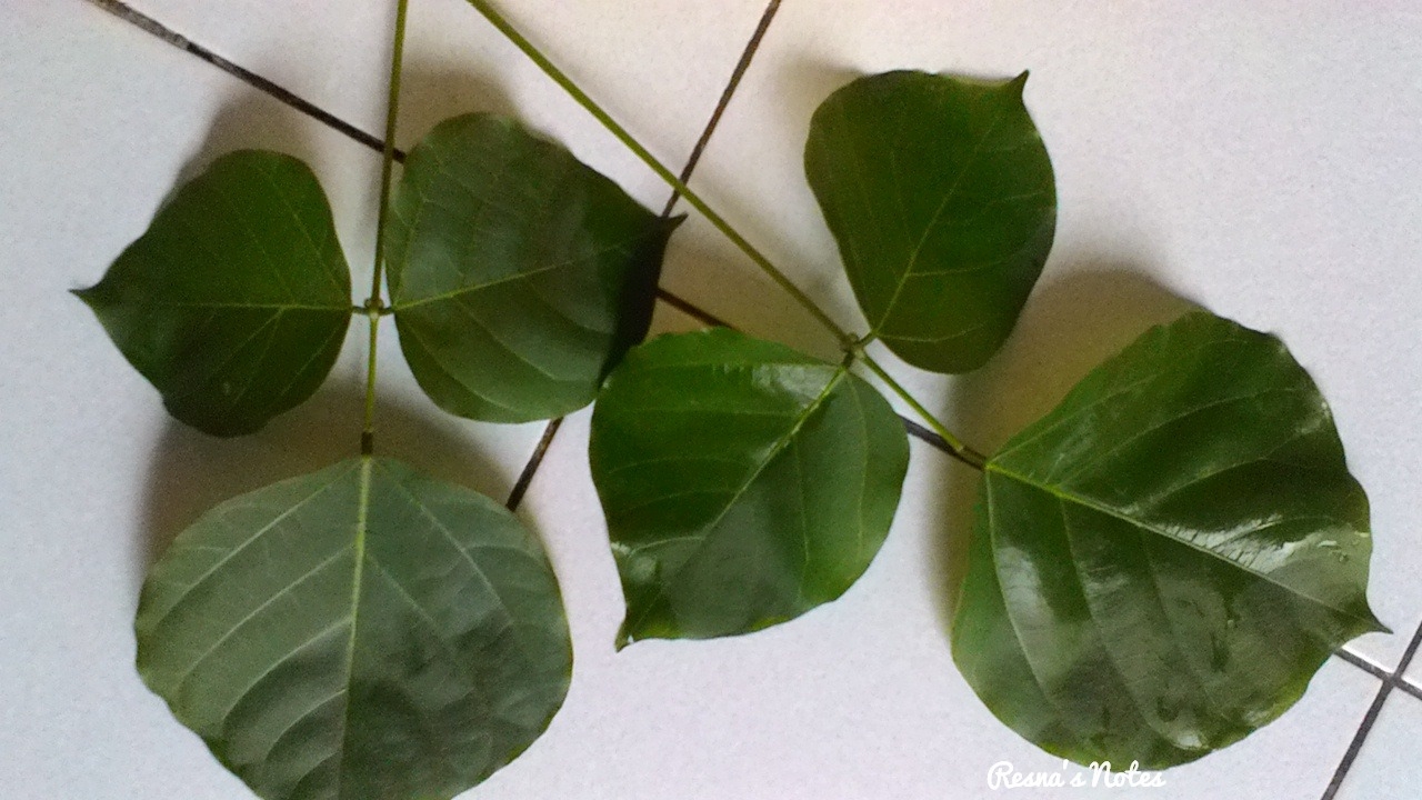 Resna Notes: DAUN DADAP 'KOMPRES' PENURUN DEMAM TRADISIONAL