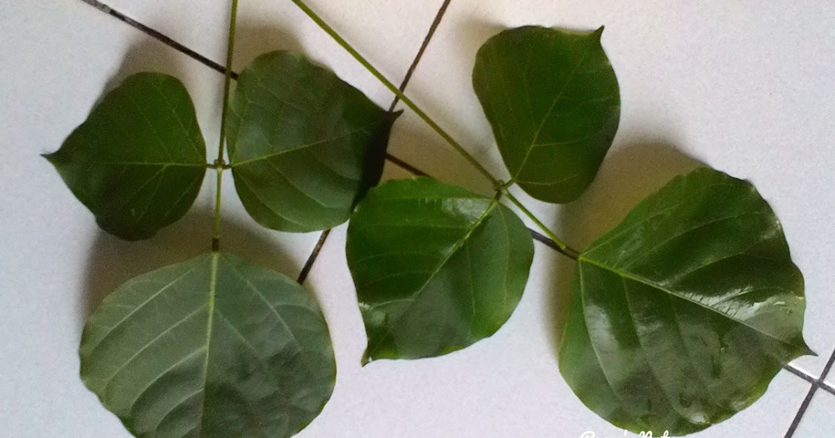 Resna Notes: DAUN DADAP 'KOMPRES' PENURUN DEMAM TRADISIONAL