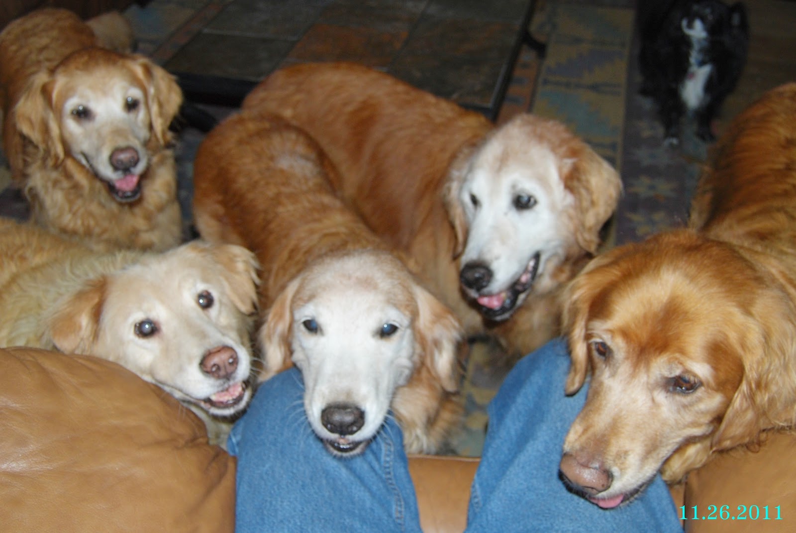 Old Friends Senior Dogs: we have a (Rescue) dream....