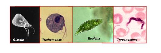 Reino Protista: Ejemplos del Reino Protista segun su taxonomia