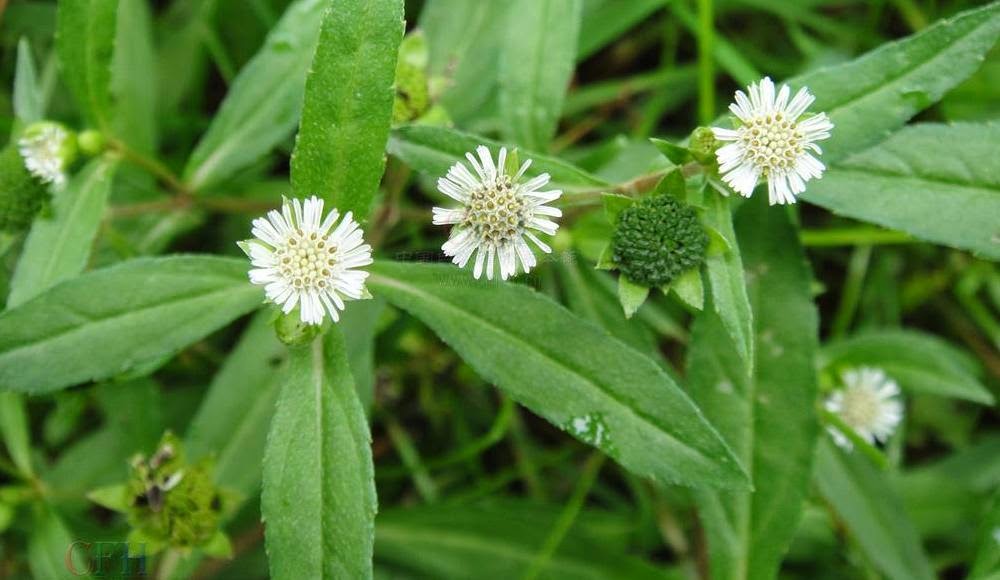 Herbal Plants: கரிசலாங்கண்ணி - Eclipta prostrata - False Daisy ...