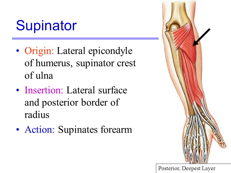 旋後肌(Supinator muscle) | 職能治療陪你居家復健