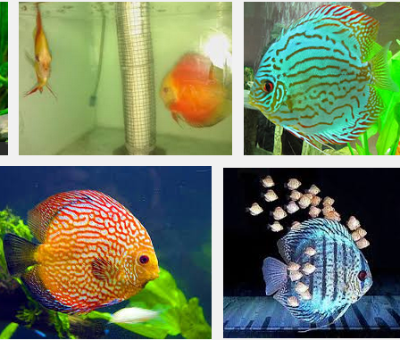 Harga Ikan Discus 2020 Moorish Tercantik Dunia - Ikan Cantik