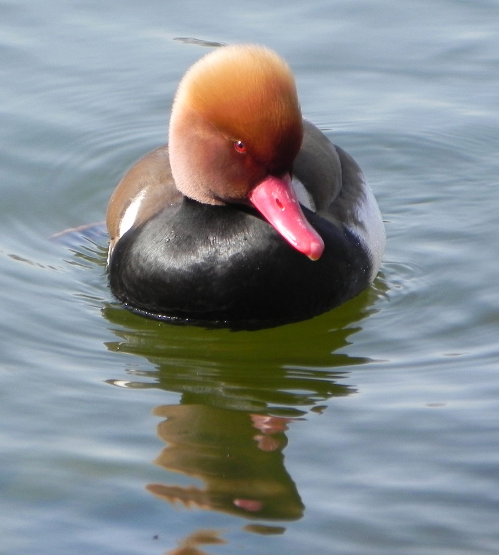 AVES ACUÁTICAS: Netta rufina L. (PATO COLORADO) (RED-CRESTED POCHARD)