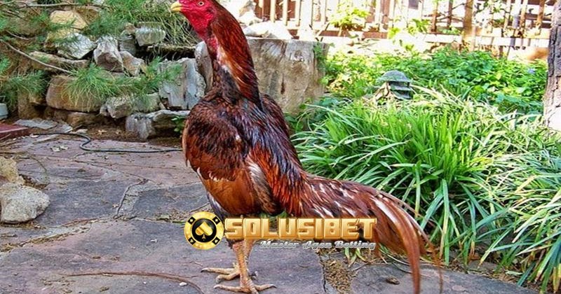 Ciri-Ciri Ayam Pakhoy Impor - Panduan Cara Main Sbobet