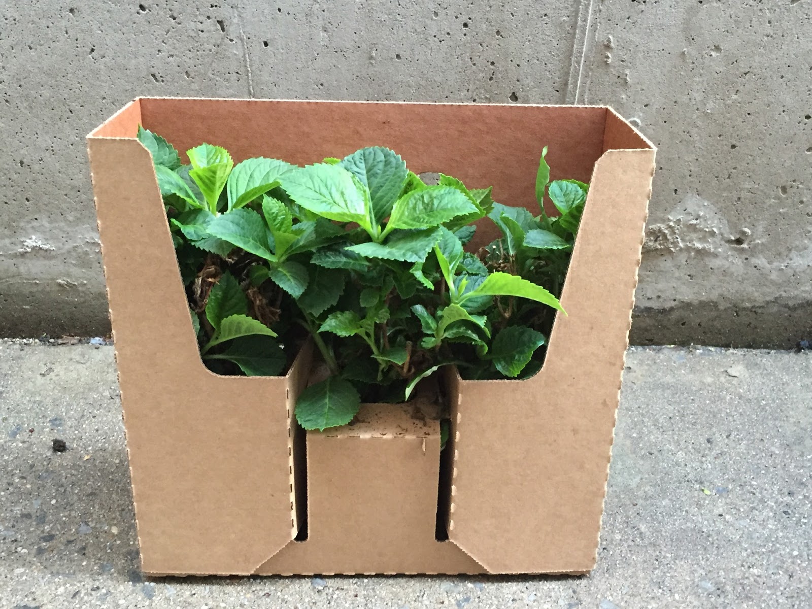 Grey to Green Garden: The Plants Are Coming! The Plants Are Coming!