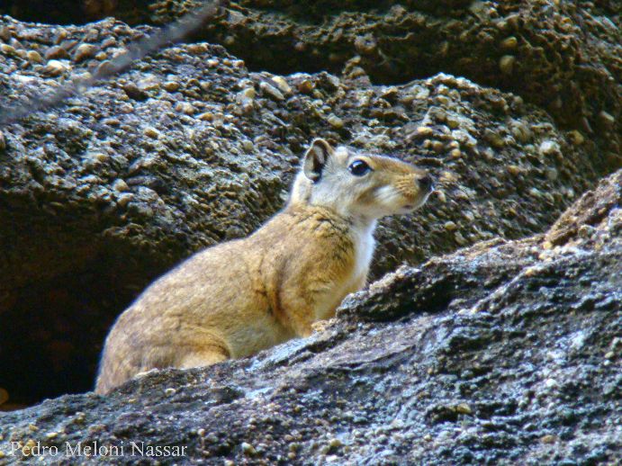 Fauna Brasileira: Mocó