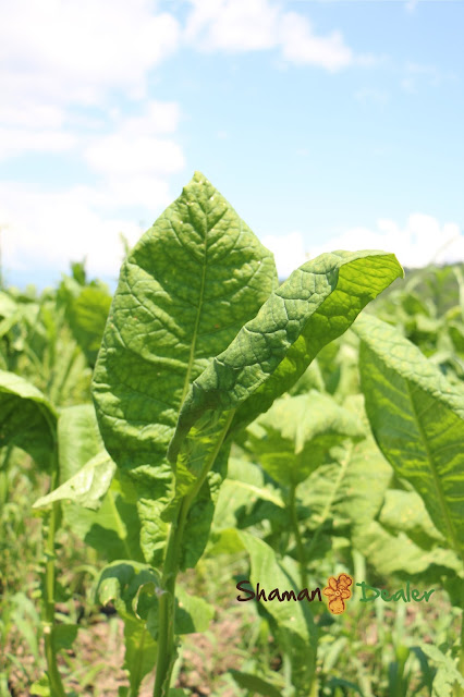 Mapacho tobacco, Buy Nicotiana rustica roll from Peru: Mapacho ...