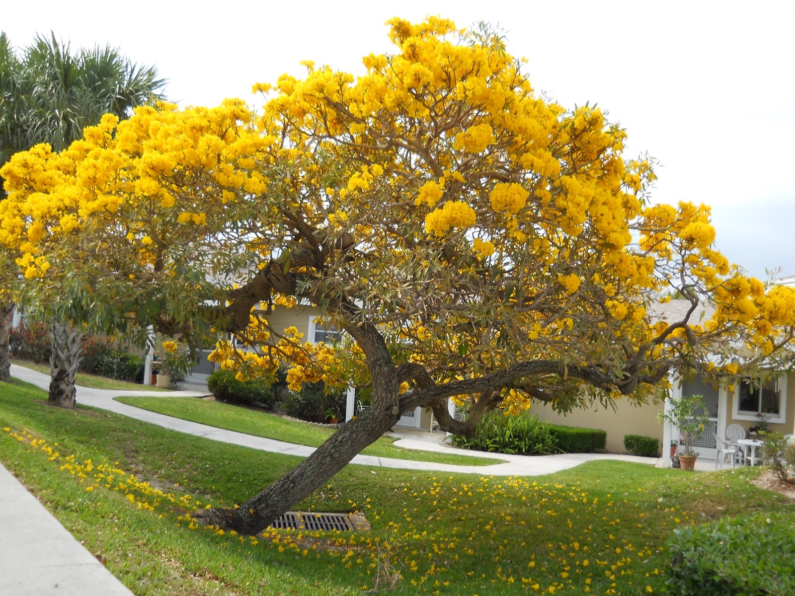 TABEBUIA TREE