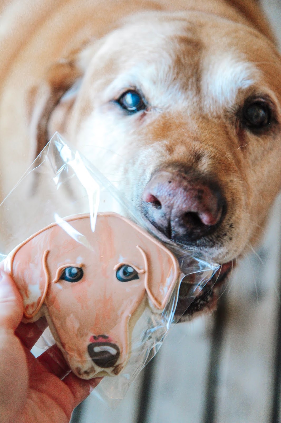 CUTEST Cookies EVER! Look-a-like Dog Cookies! - Treat Dreams...are made ...
