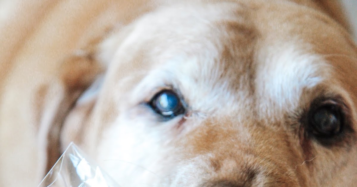 CUTEST Cookies EVER! Look-a-like Dog Cookies! - Treat Dreams...are made ...