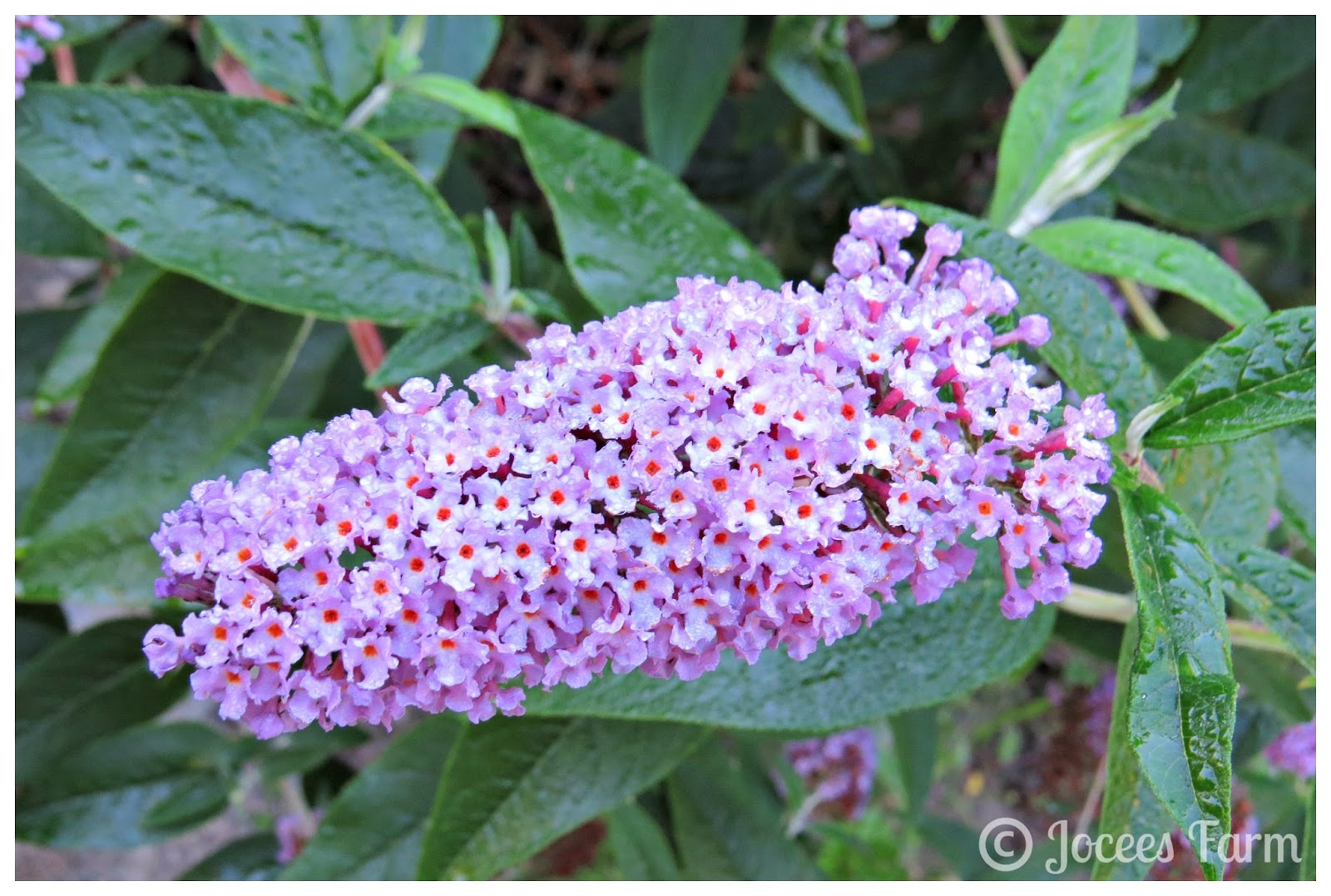 Jocees Farm: Buddleia