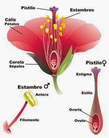 Las flores y sus partes: REPRODUCCIÓN Y ÓRGANOS REPRODUCTIVOS
