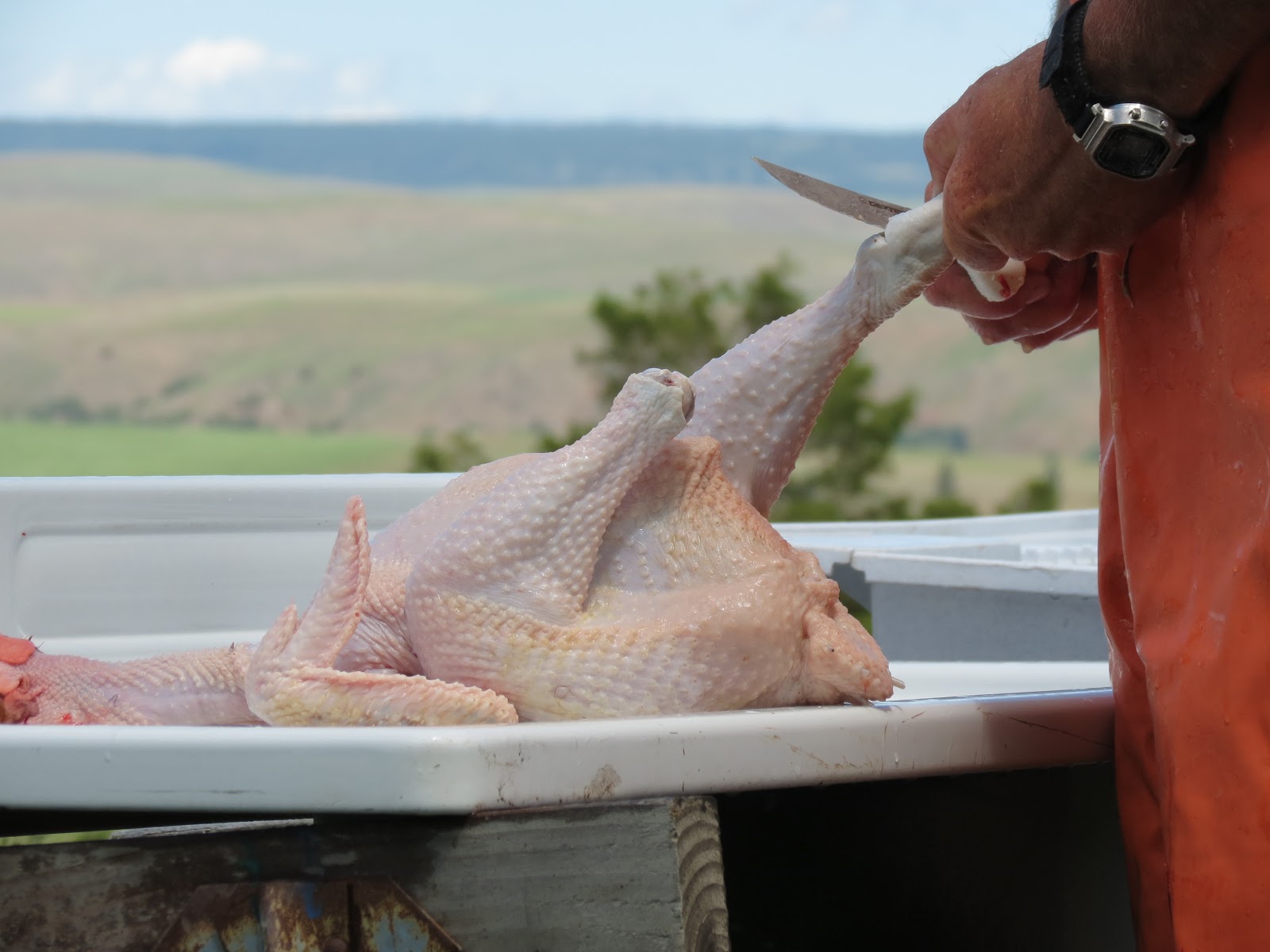 Journey School Stories: Butchering Chickens