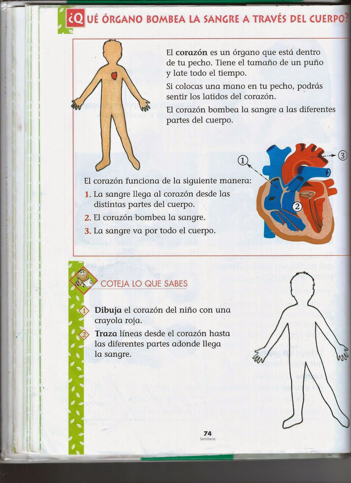 Unidad: 2.6 El cuerpo humano