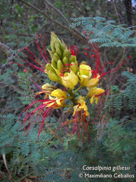 Argentina nativa: Barba de chivo (Erythrostemon gilliesii)