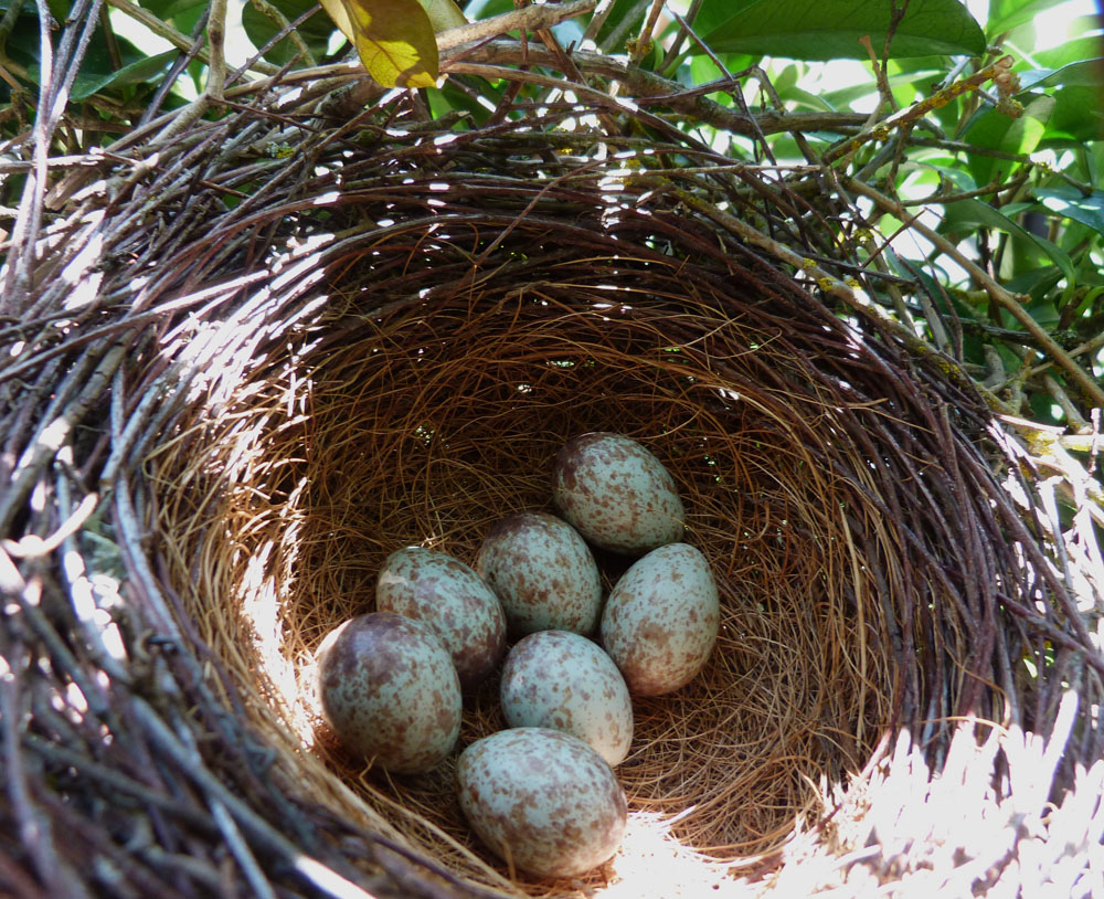 Scrub Jay Eggs