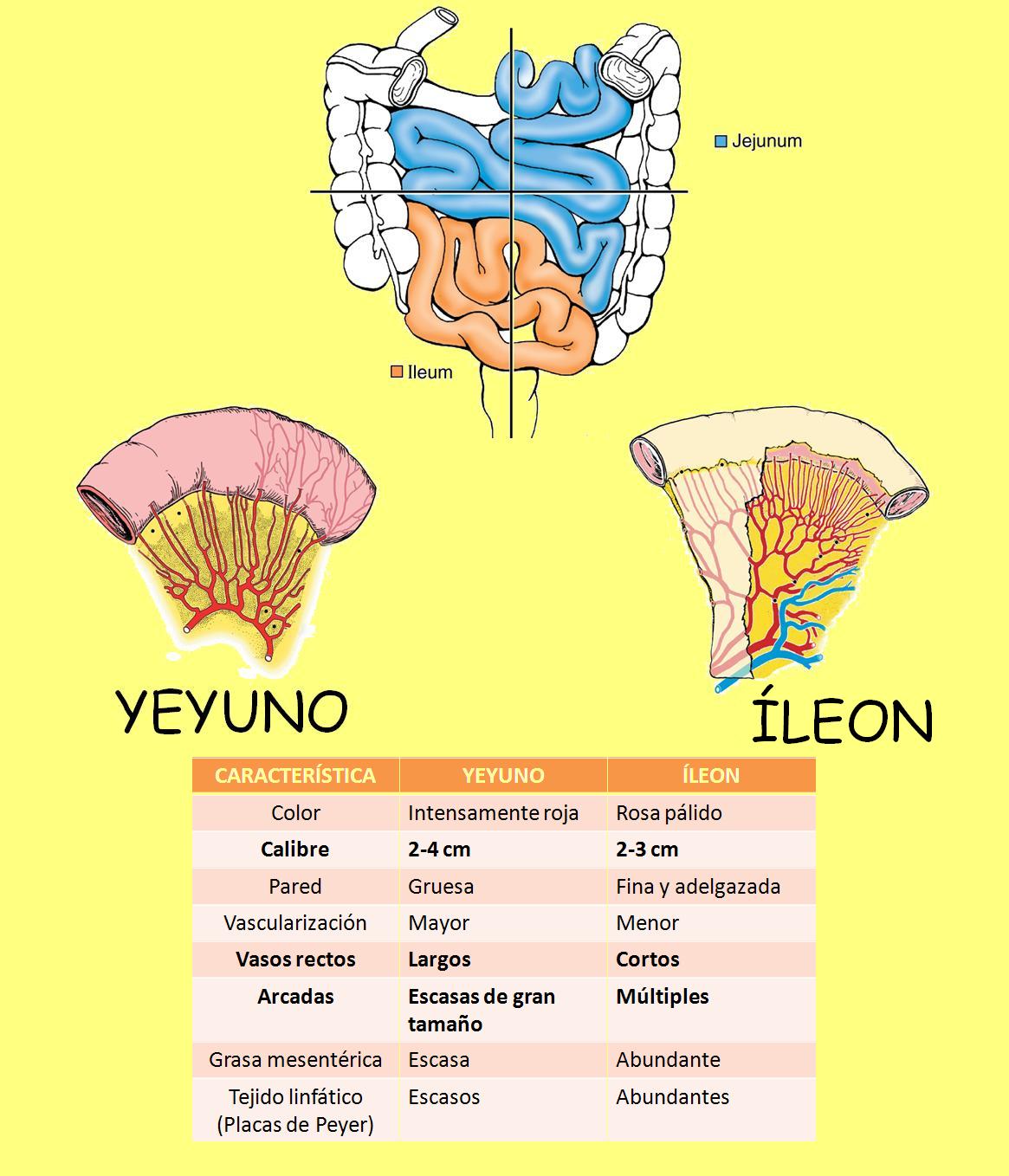 Anatomía UNAM: YEYUNO -ÍLEON